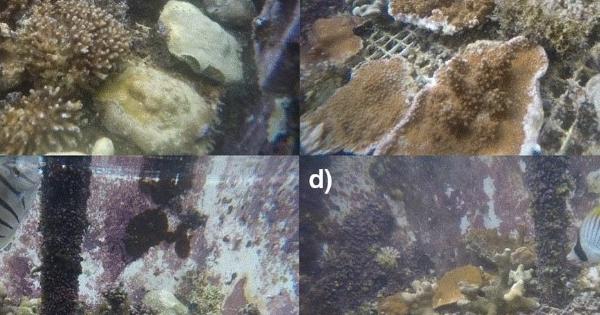 Grottoli team discovers that coral survival in a changing climate is ...